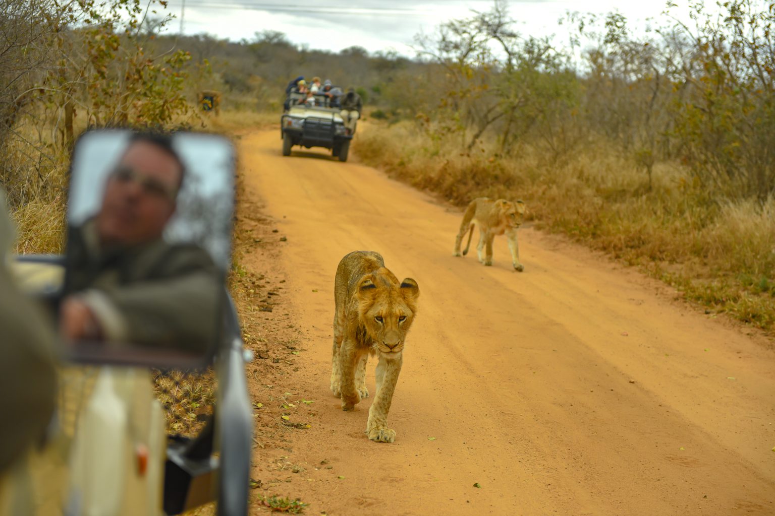 Safari and Adventure: Exploring the Thrills of Safari Adventures